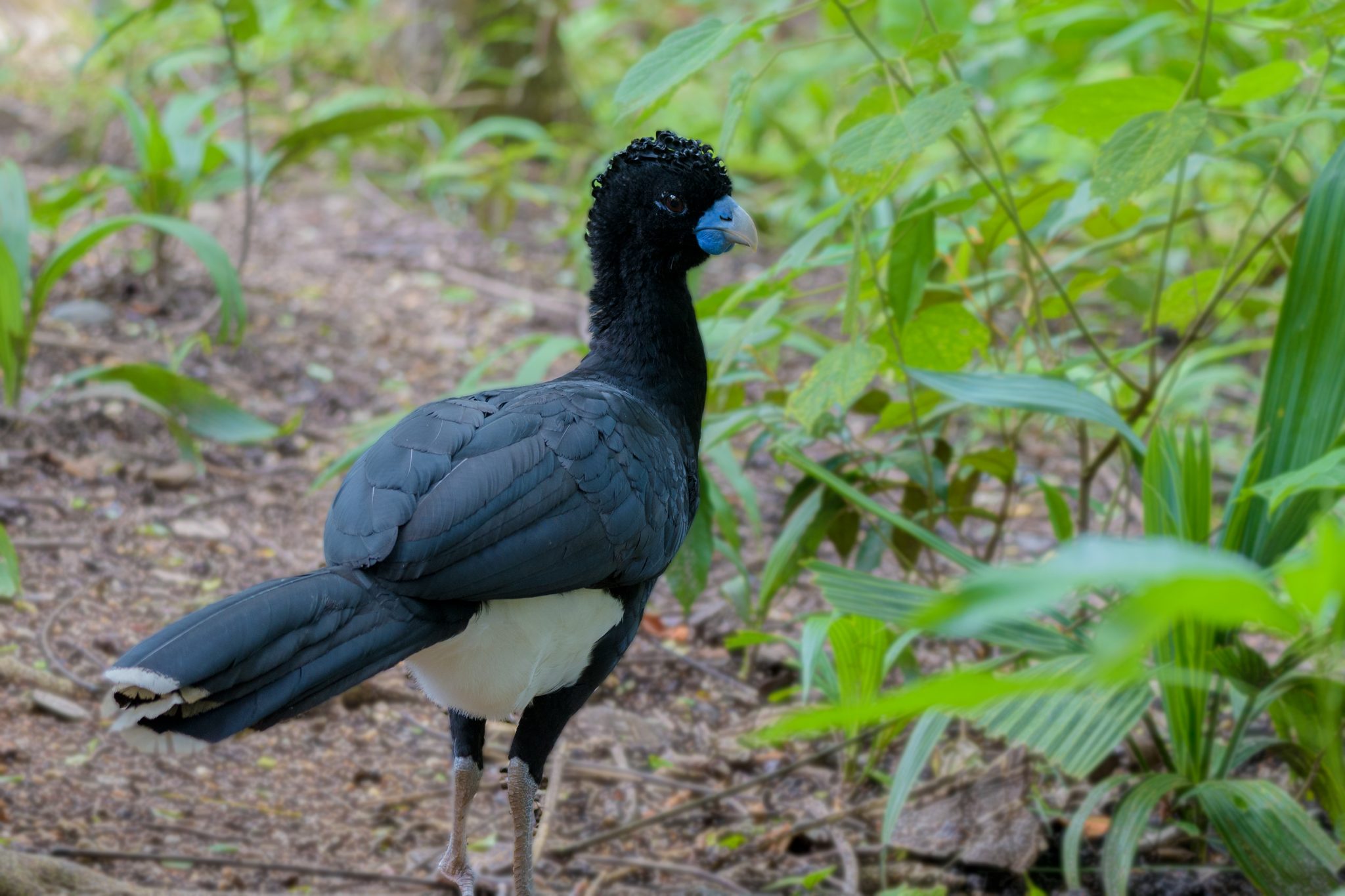 Acciones de conservación para el Paujil piquiazul (Crax alberti) en el ...